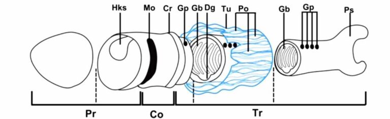 Phylum Hemichordata (Stomochorda) - Dinoera