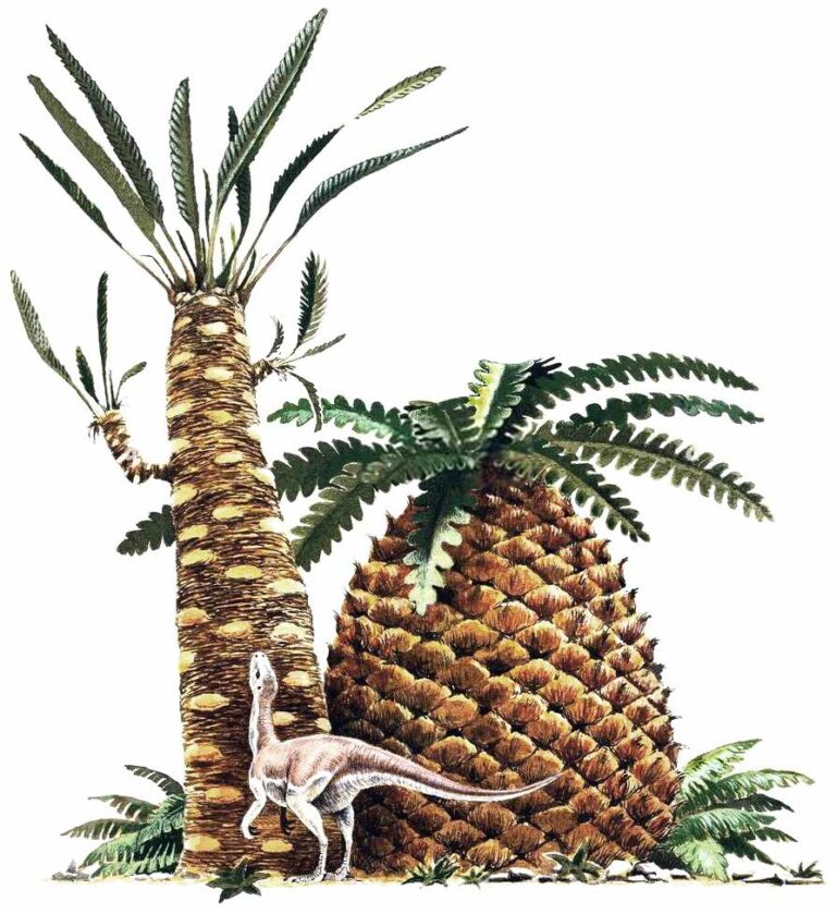 The origin of plants - Dinoera