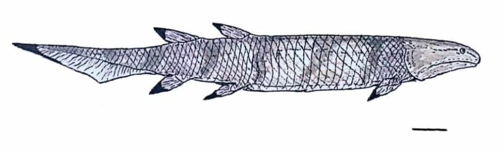 Most basal tetrapodomorphs - Dinoera