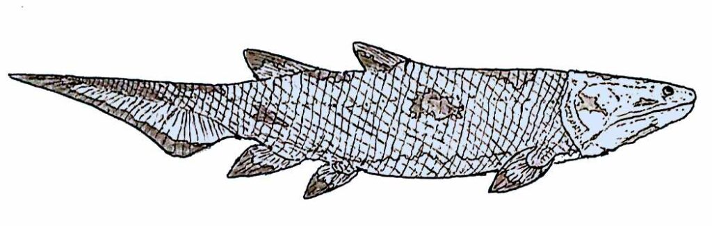 Most basal tetrapodomorphs - Dinoera