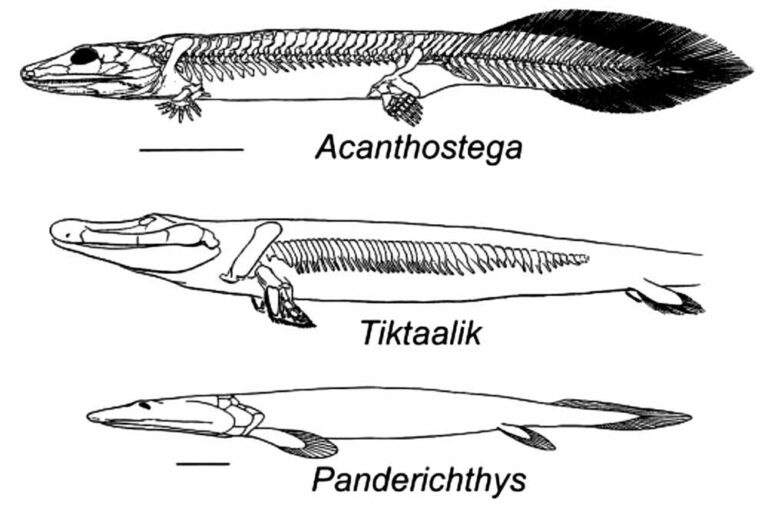 Early Tetrapod Tracks Redefine Evolutionary Timeline - Dinoera