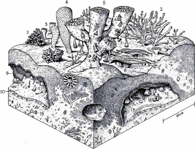Fossil Reefs and Reef Builders: Precambrian–Silurian - Dinoera