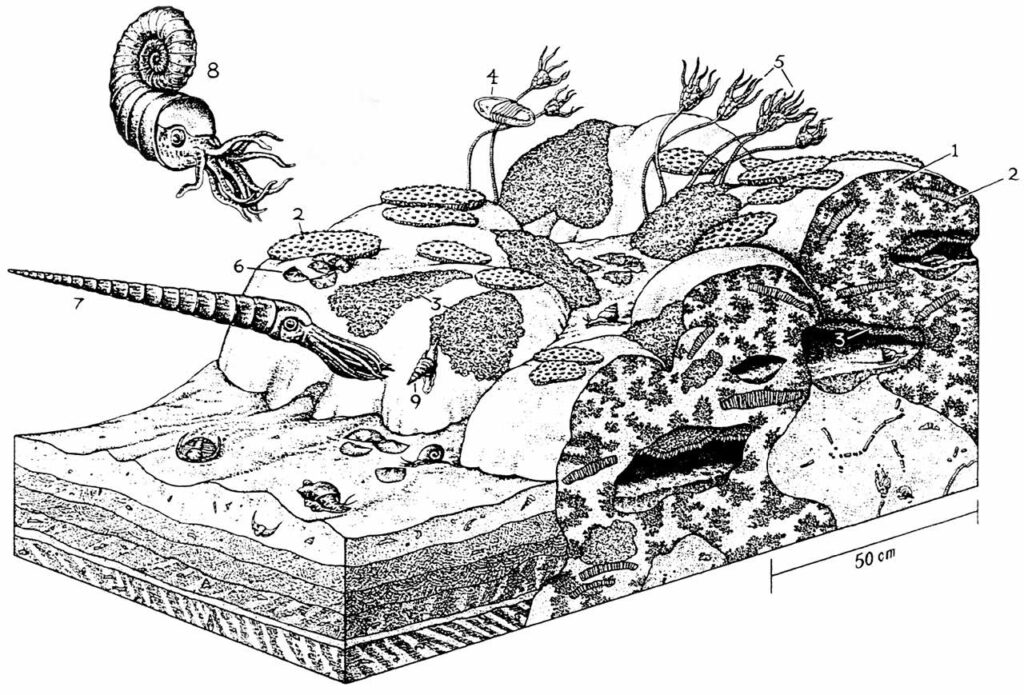 Fossil Reefs and Reef Builders: Precambrian–Silurian - Dinoera