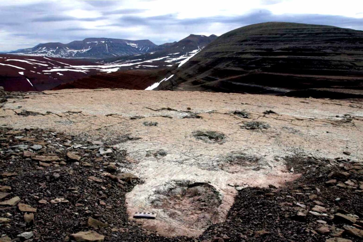 Ichnology: The Science of Traces - Dinoera