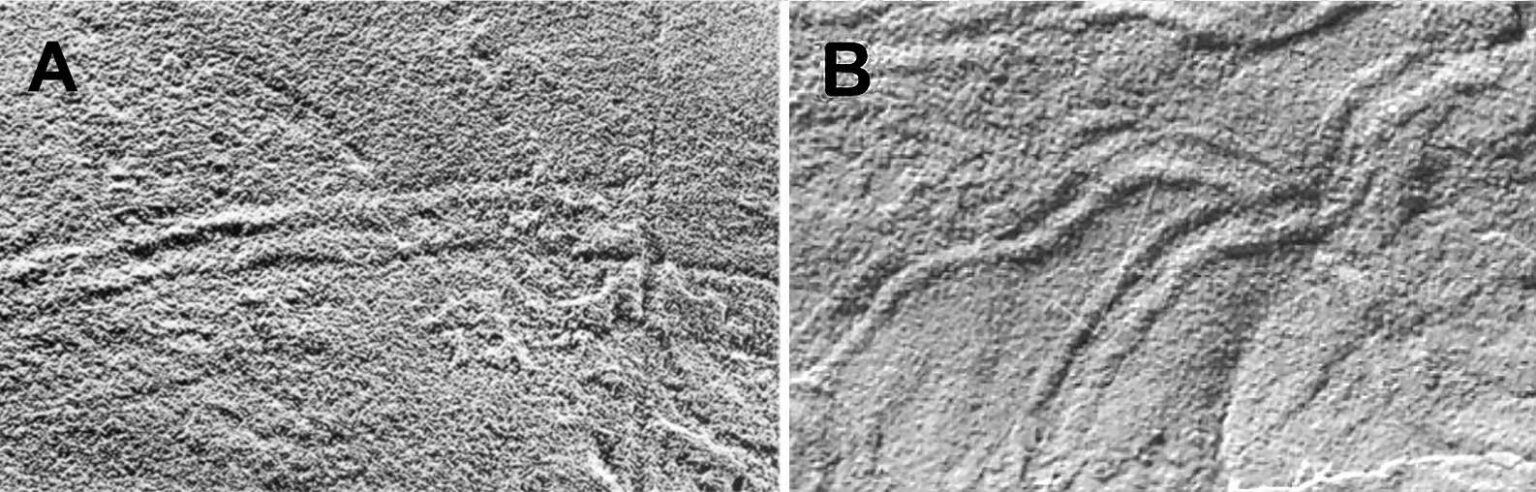 Ichnology: The Science of Traces - Dinoera