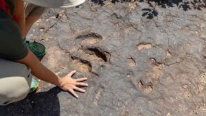 Ichnology: The Science of Traces - Dinoera