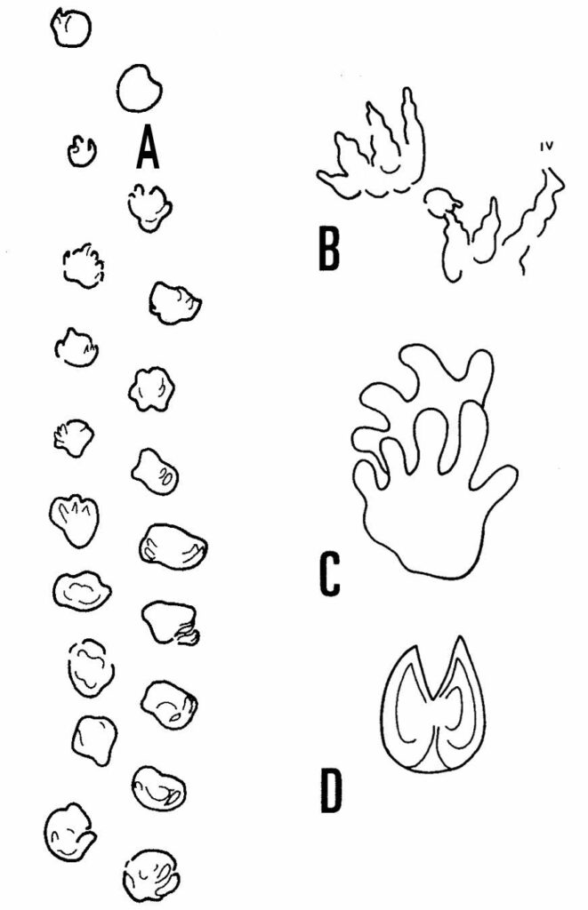 Ichnological Terminology: Basics and Trackway Analysis - Dinoera