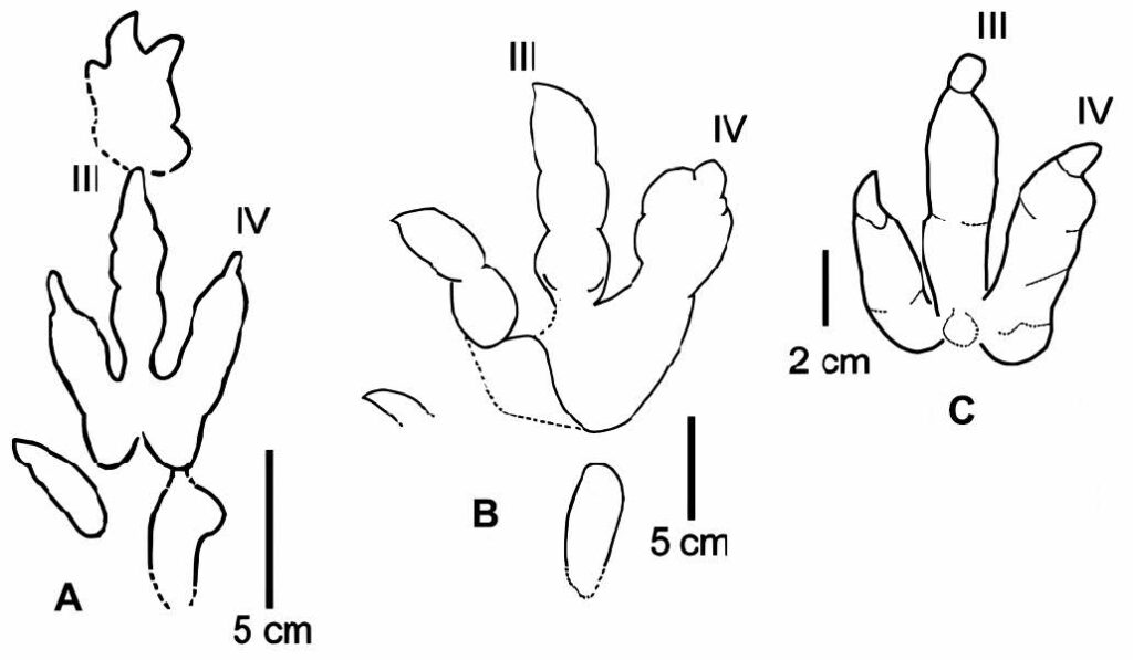 Ichnology: The Science of Traces - Dinoera
