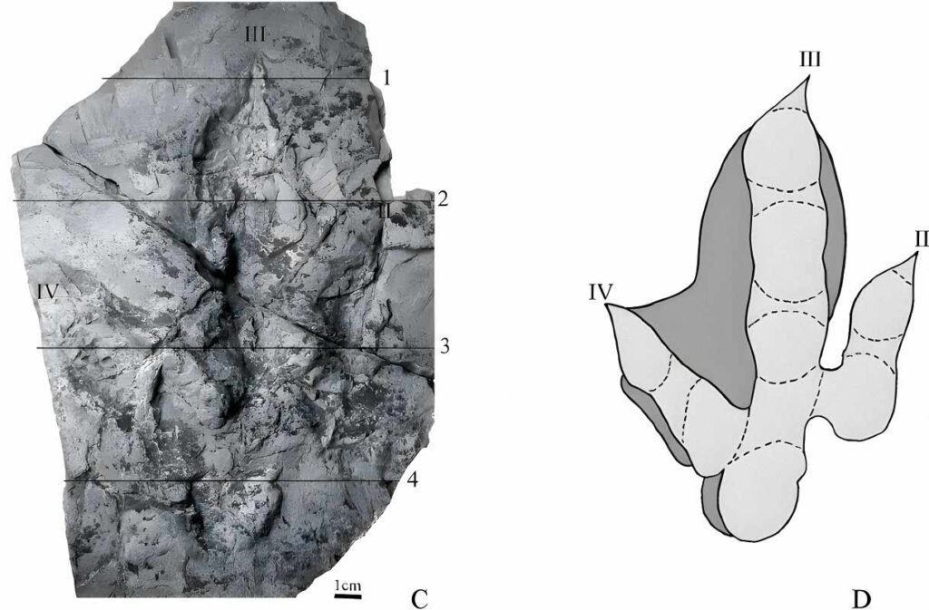 Dinosaur Tracks - Dinoera