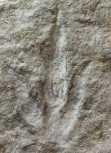 Dinosaur Tracks - Dinoera