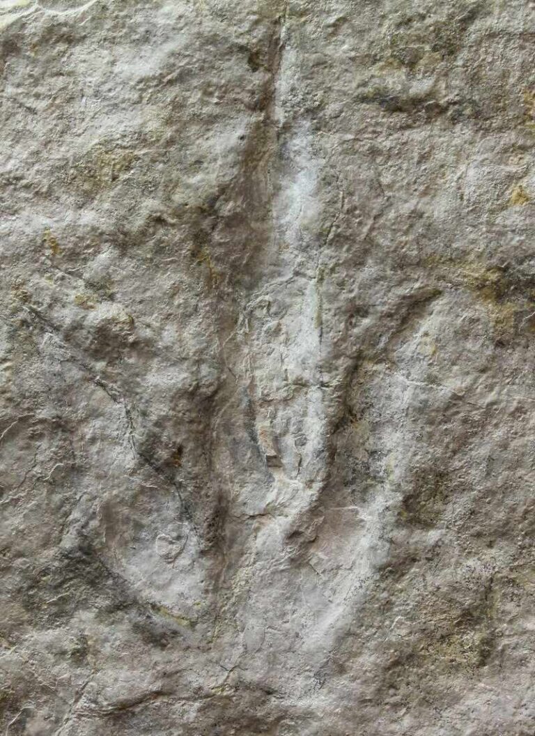 Dinosaur Tracks - Dinoera