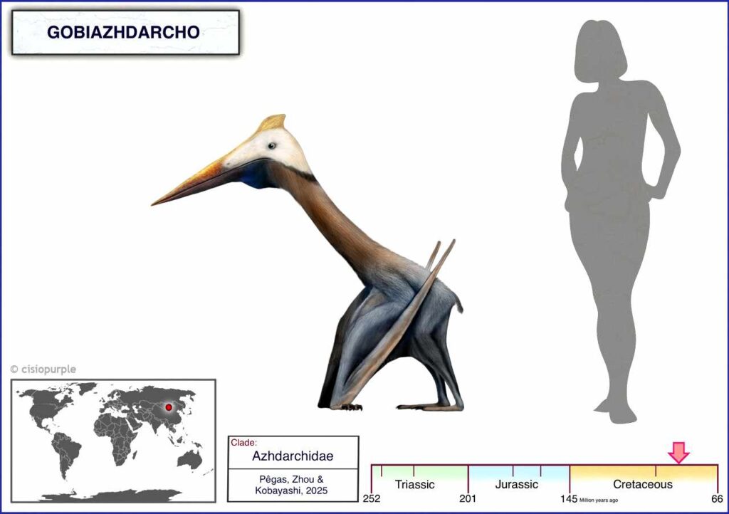 New Azhdarchid Pterosaurs from Mongolia - Dinoera