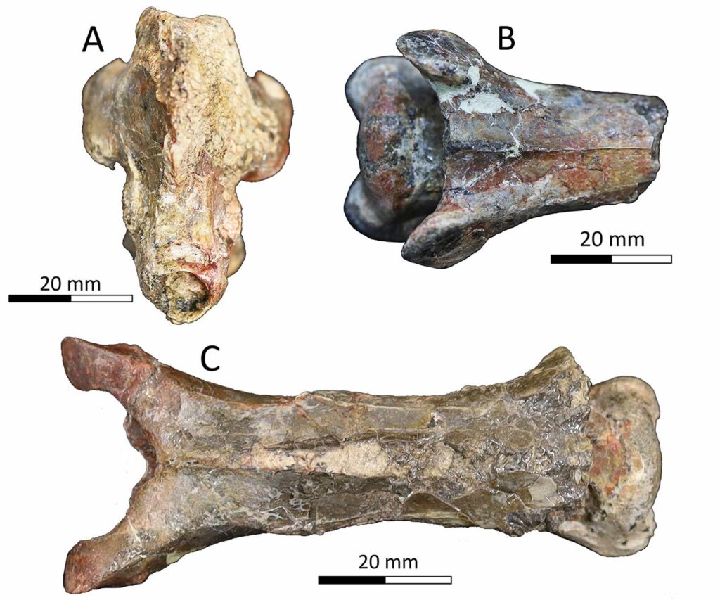 New Azhdarchid Pterosaurs from Mongolia - Dinoera